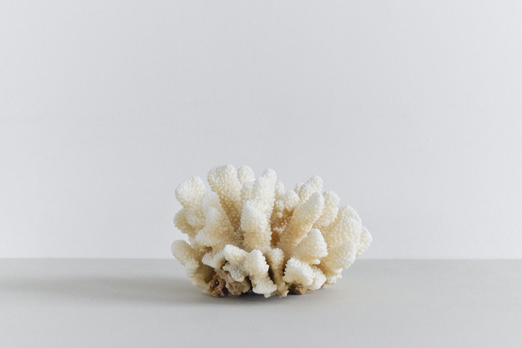 white corals uk